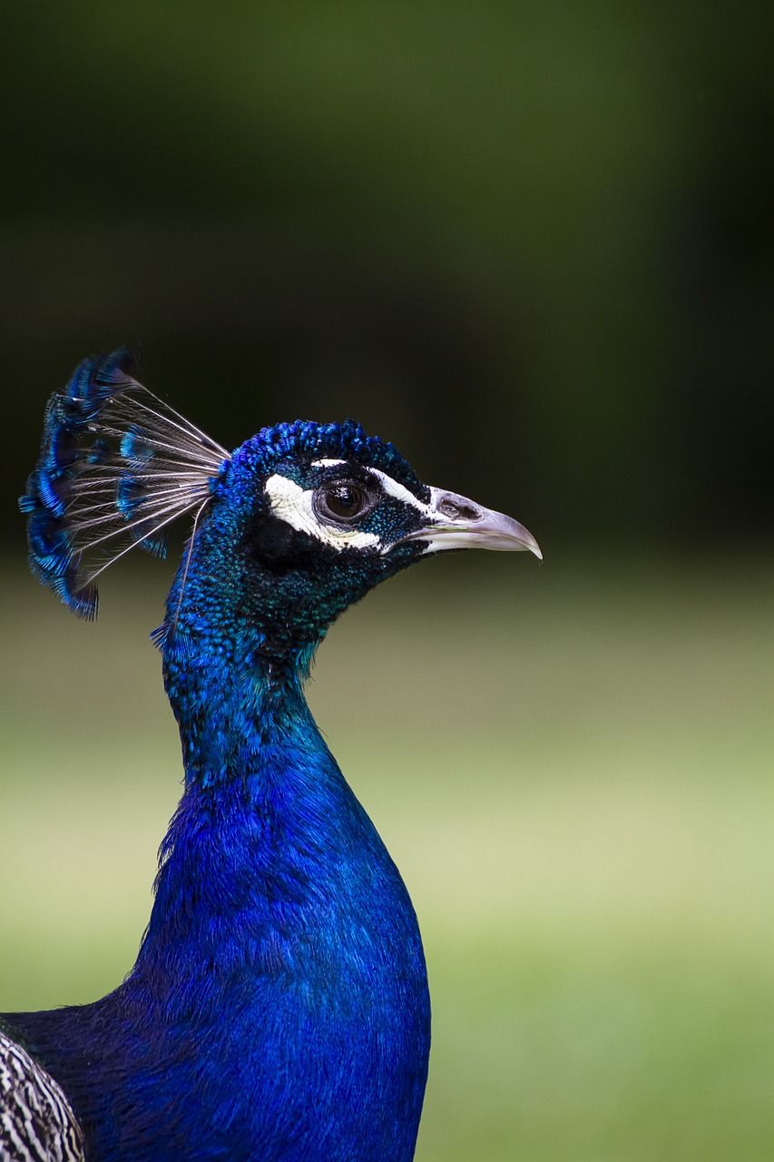 Puma dyr – Det Majestætiske Rovdyr i Amerika